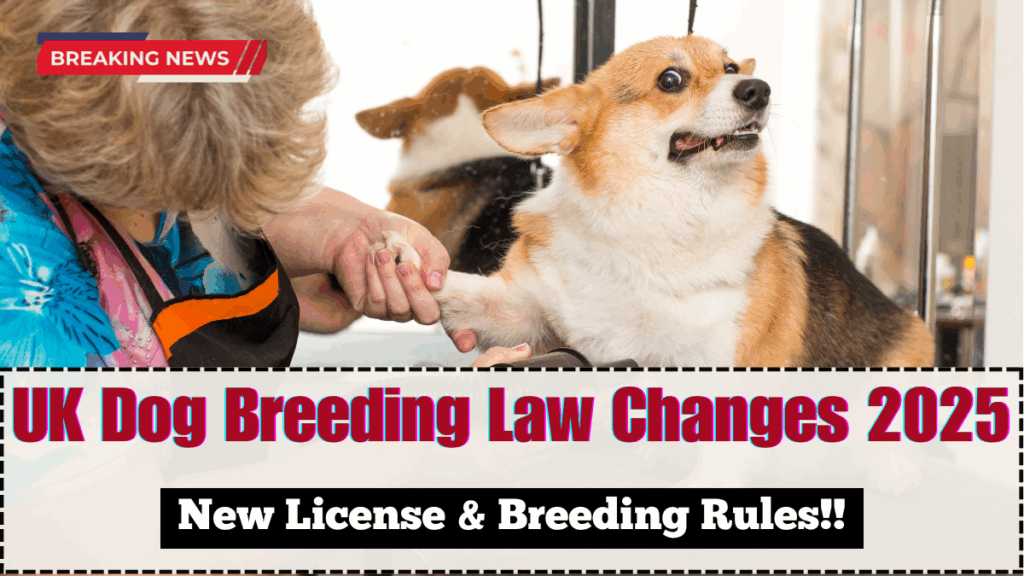 UK Dog Breeding Law Changes 2025 – New License & Breeding Rules